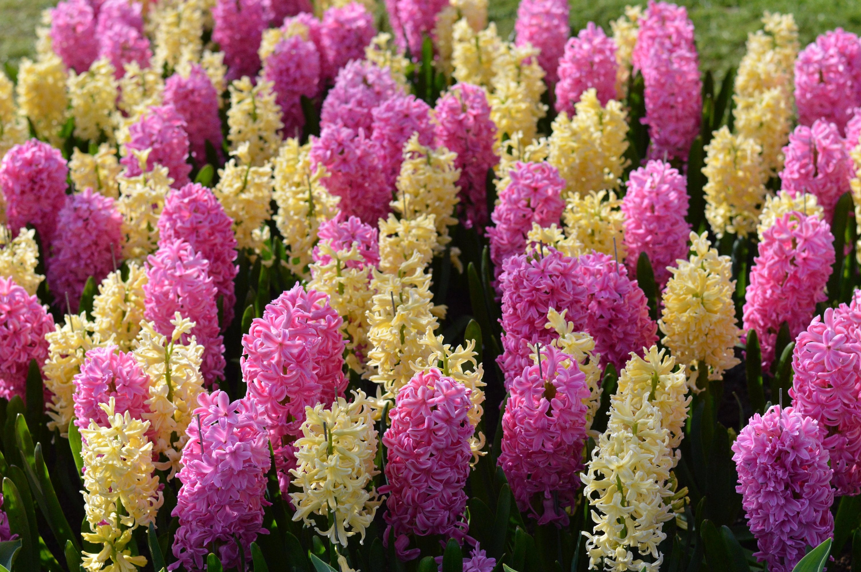 How to grow Hyacinths | DutchGrown™