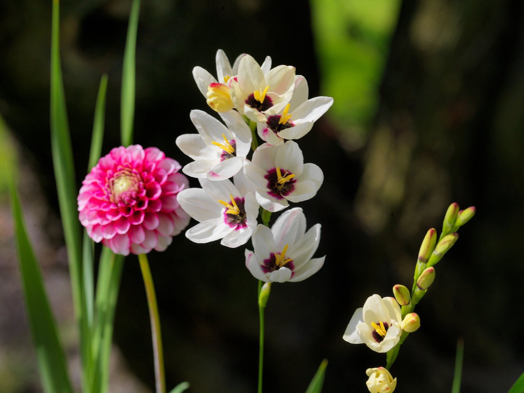 How to grow Ixia bulbs | DutchGrown™