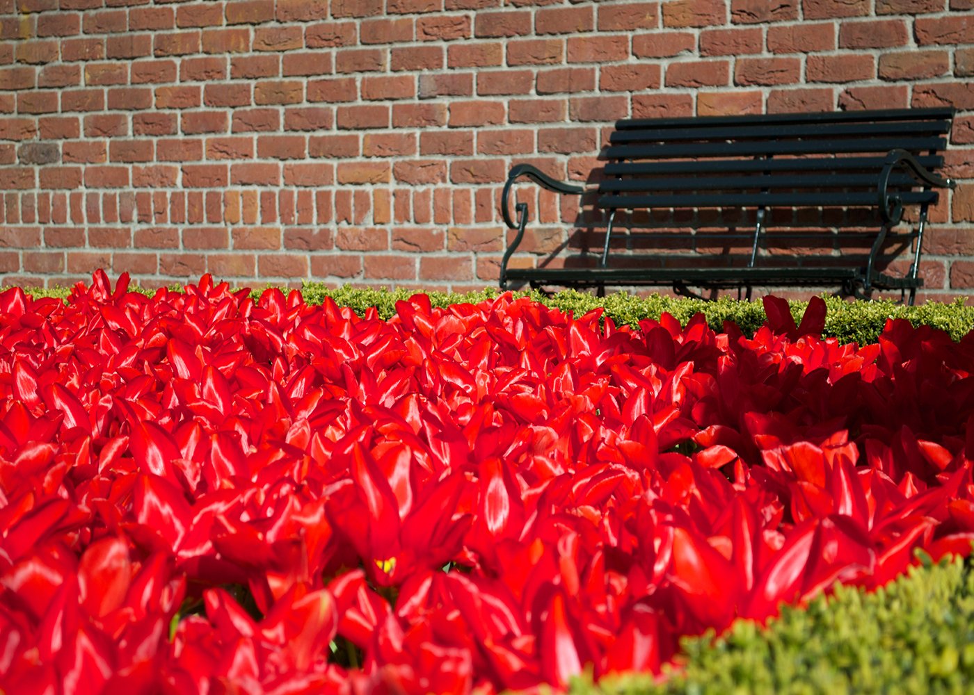 The Best Red Tulips to Grow | DutchGrown™