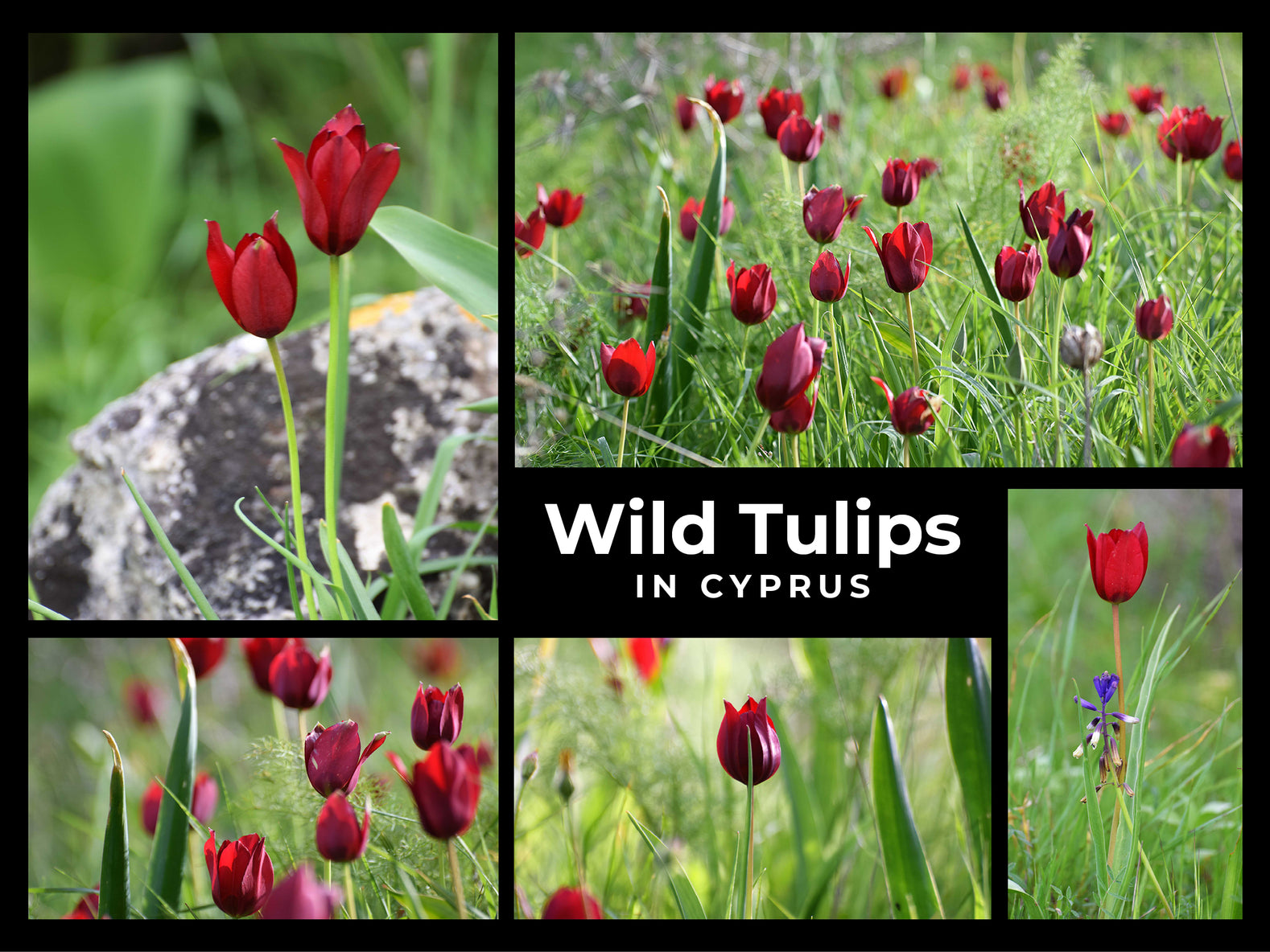 Wild Tulips in Cyprus | DutchGrown™