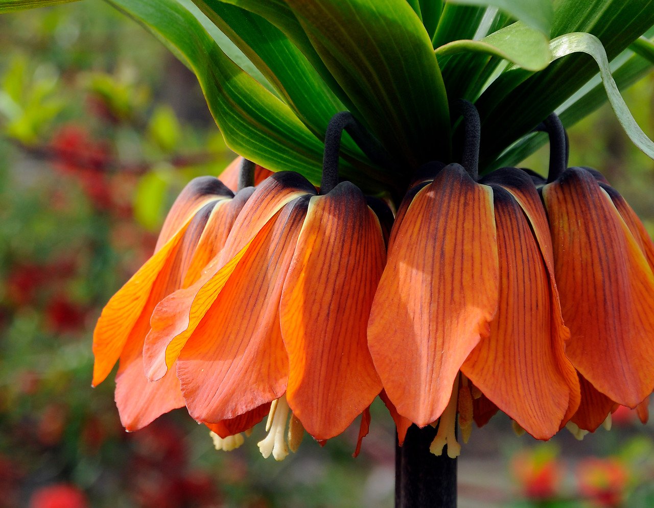 Big and Bold Flower Bulbs | DutchGrown™