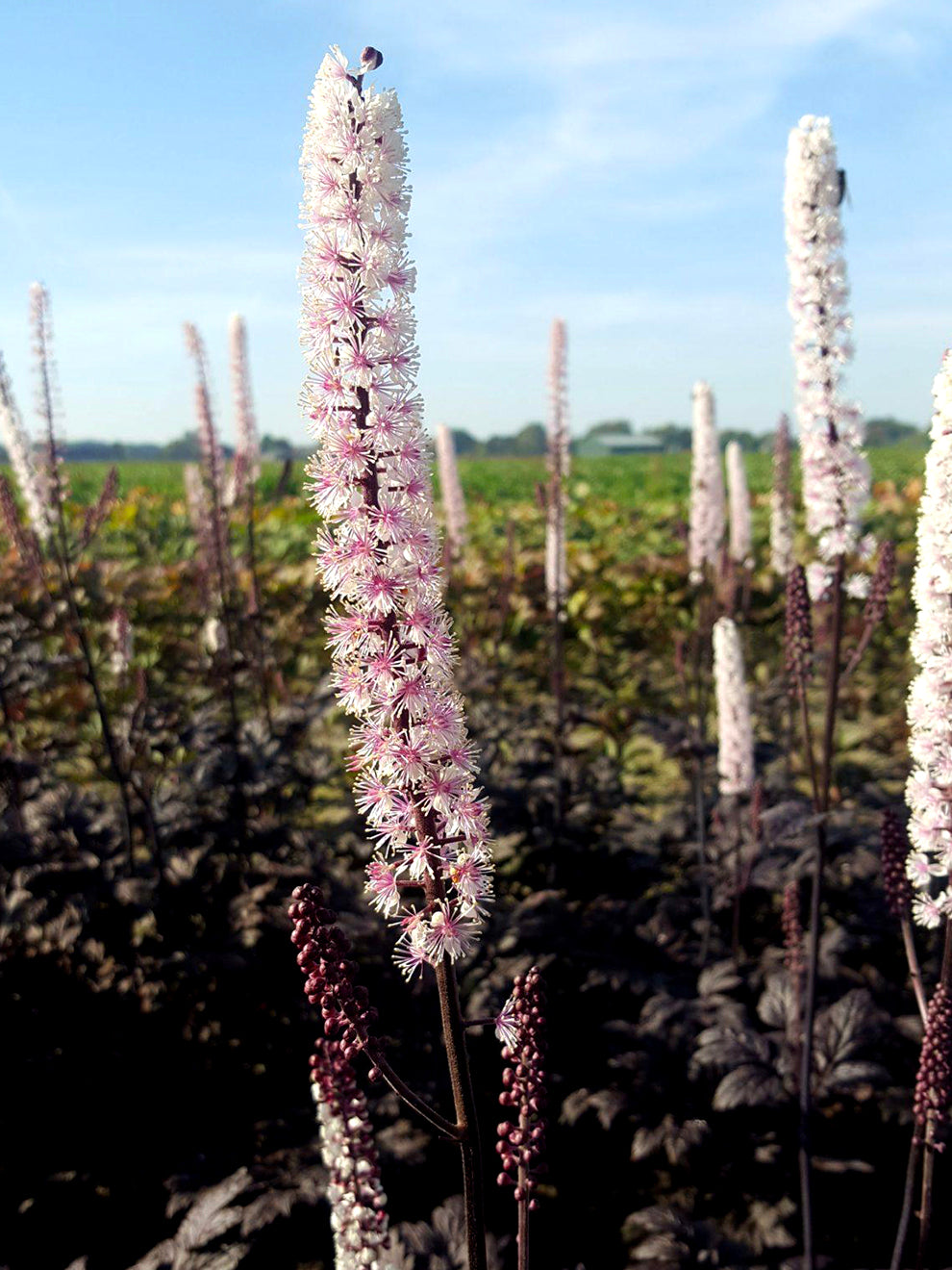 Actaea bare roots - Buy 'Cimicifuga' or 'Baneberry' plants online