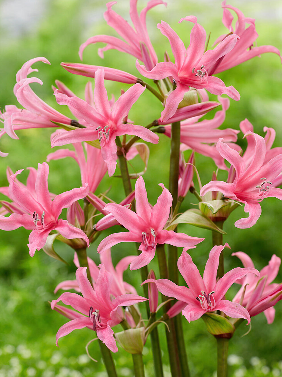 Amarine Bulbs Shipping In Europe | DutchGrown™