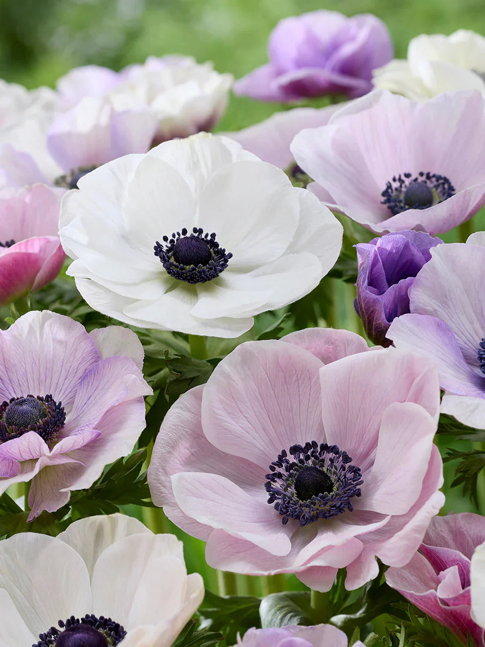 Anemone - Bright Colours & Long Blooms | DutchGrown™ EU