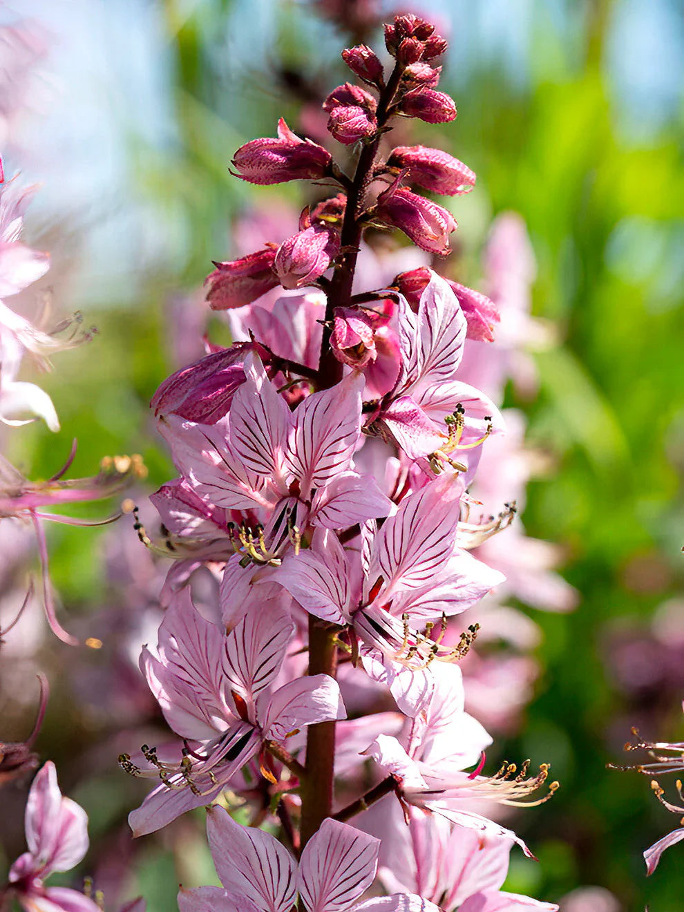 Dictamnus (Dittany) - Bare Root Plants Shipping to Europe | DutchGrown™