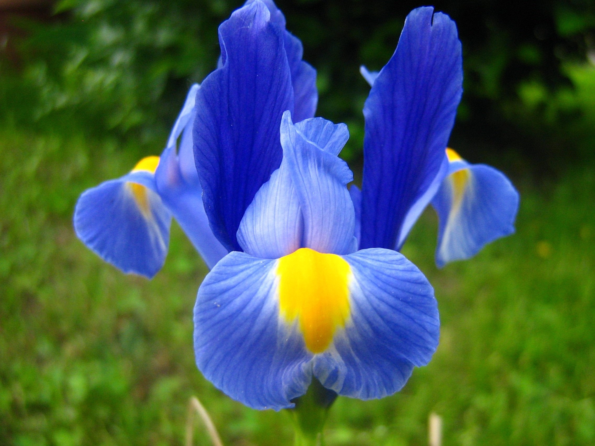 Dark Blue Iris Flower