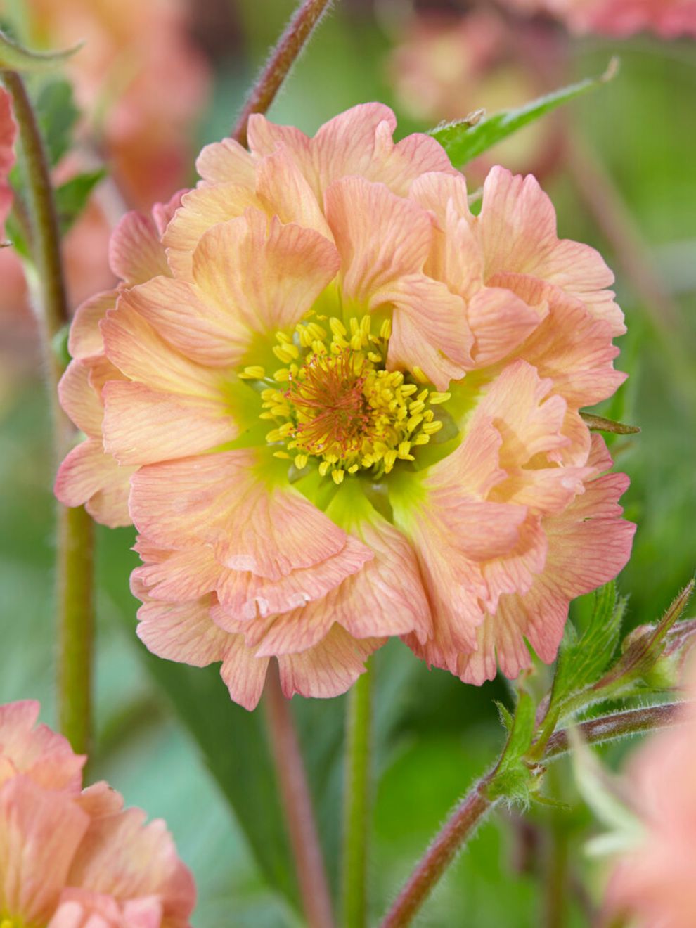 Geum | Buy Geum from DutchGrown