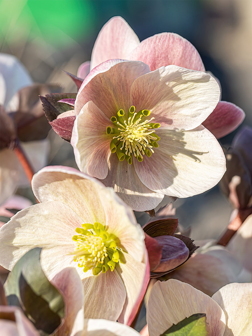 Helleborus | Buy Bare Root Helleborus from DutchGrown