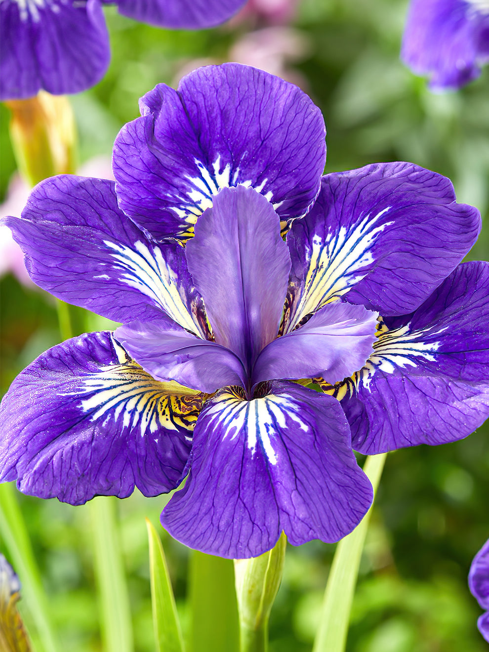 Siberian Iris (Iris Sibirica) | Siberian Iris Bare Roots from DutchGrown