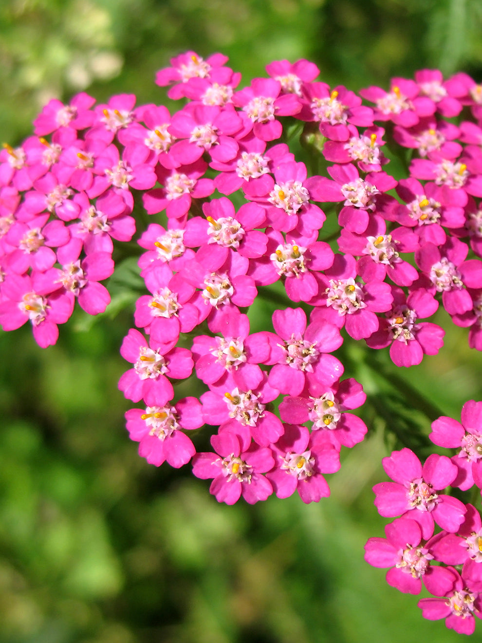 Achillea Lightning Pink Bare Roots | DutchGrown™