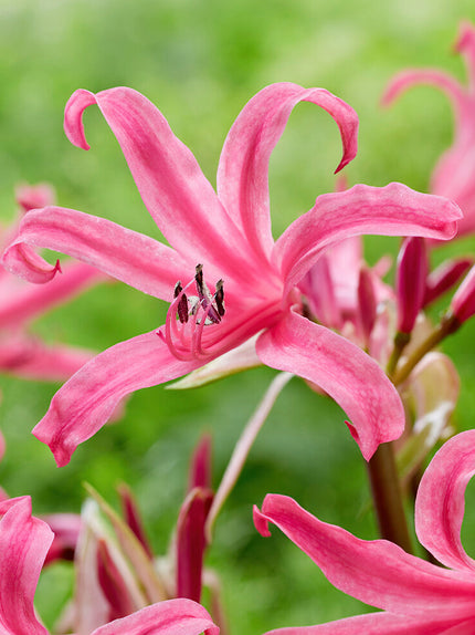 Amarine Bulbs Shipping In Europe | DutchGrown™