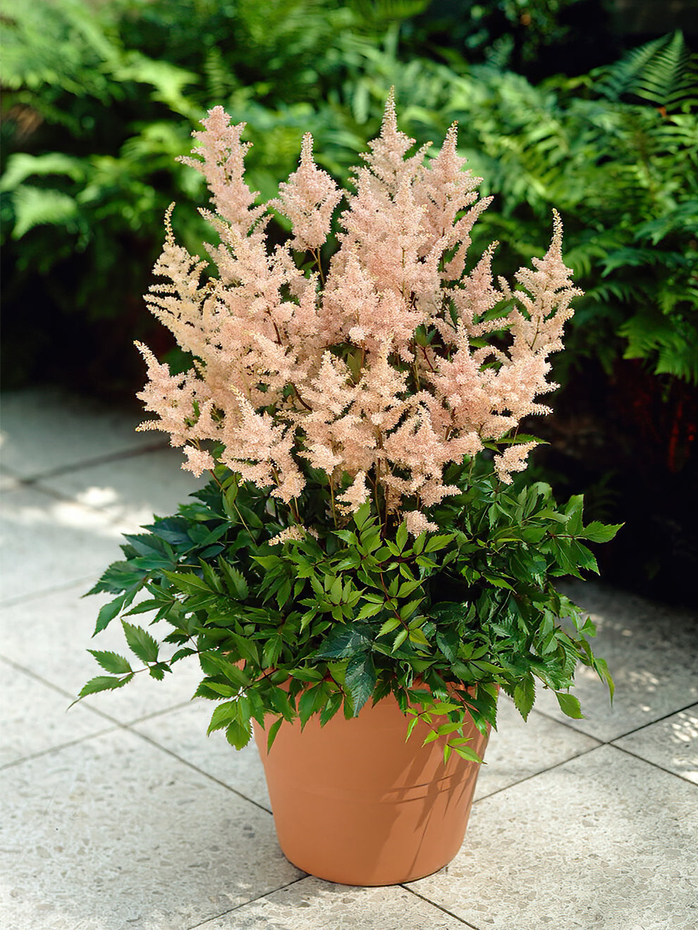 Astilbe 'Peach Blossom' - Astilbe Roots for EU Shipping | DutchGrown™