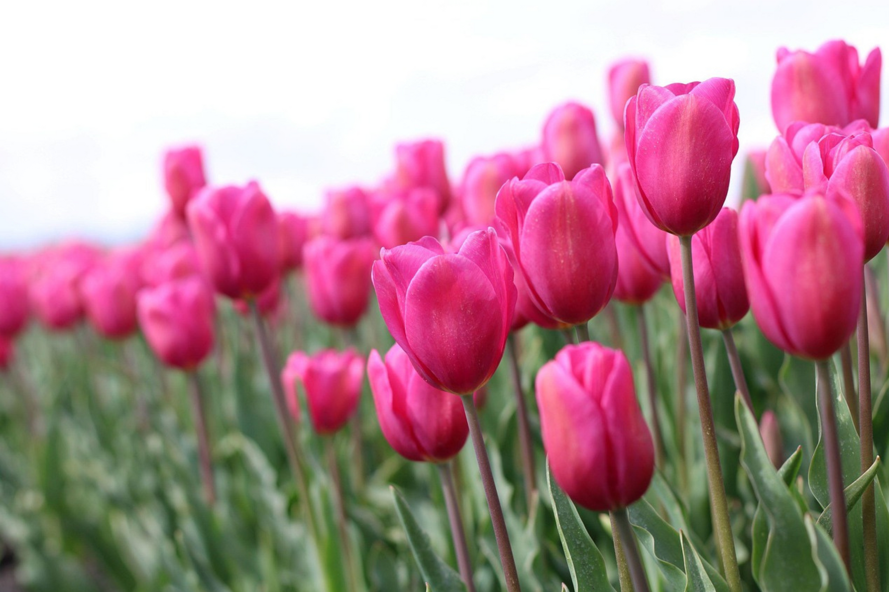Buy Flower Bulbs online | EU Delivery | DutchGrown™