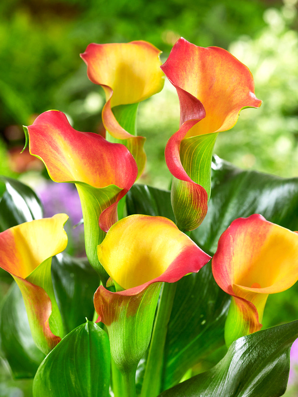 Calla Lily 'Captain Lido' | Calla Lily Bulbs | DutchGrown™
