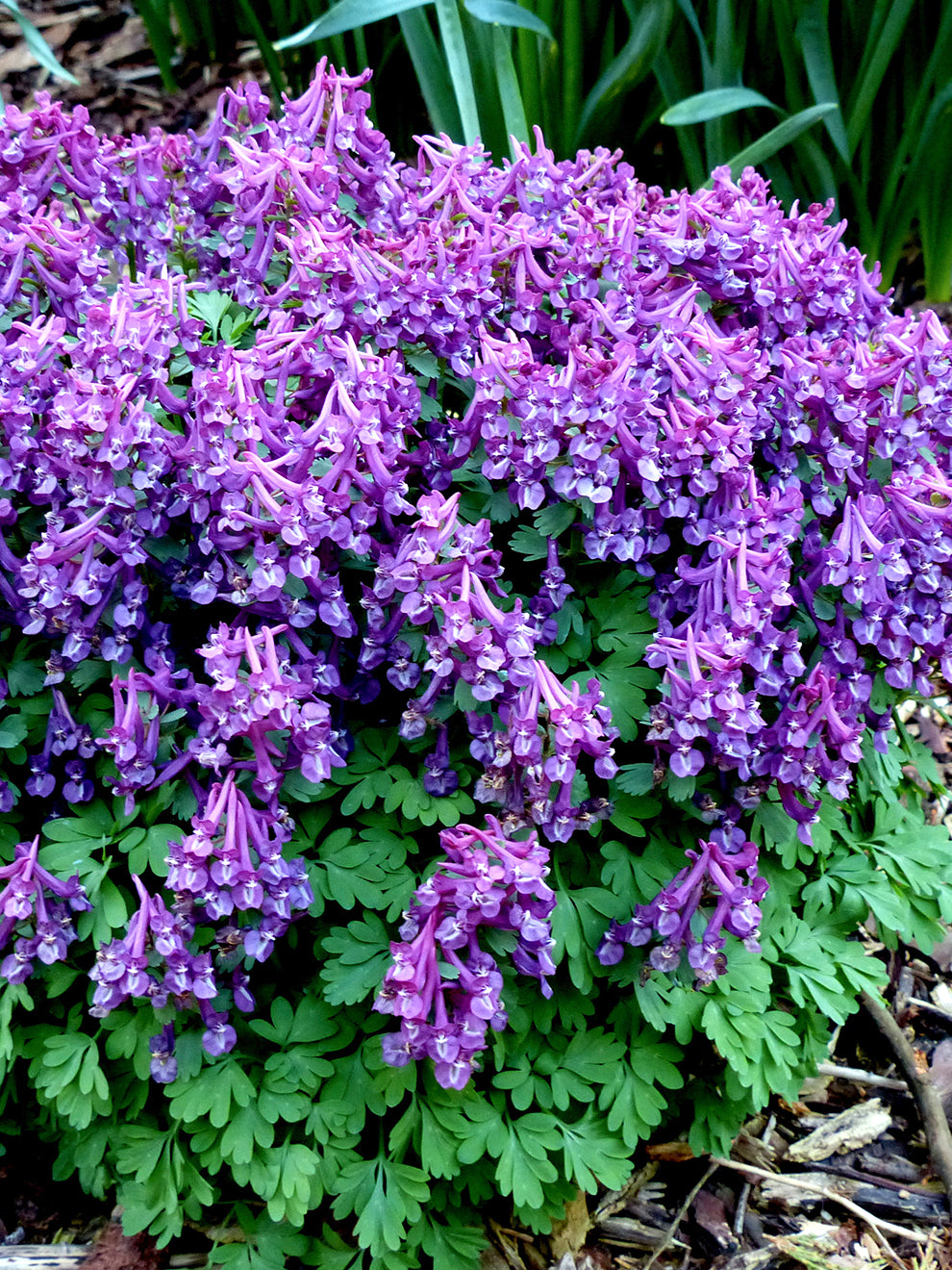 Corydalis Solida Purple Bird | DutchGrown™