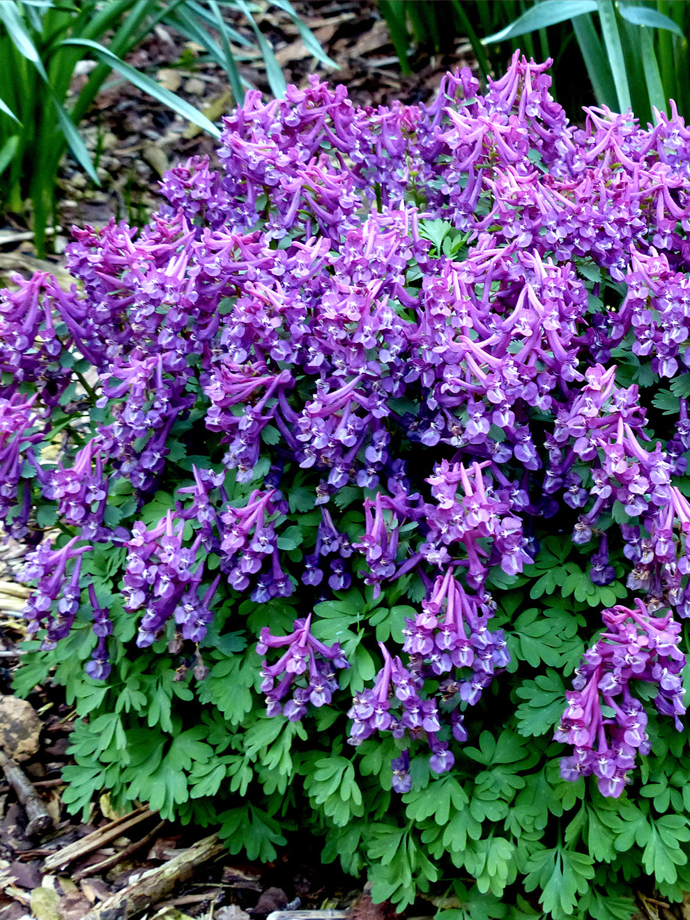 Corydalis Solida Purple Bird | DutchGrown™
