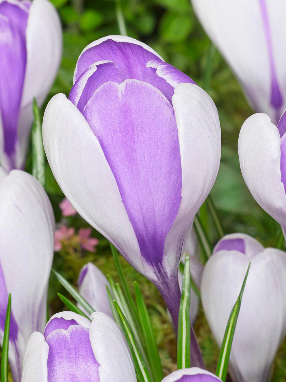 Crocus Whale Shark Early Spring Bulbs | DutchGrown™