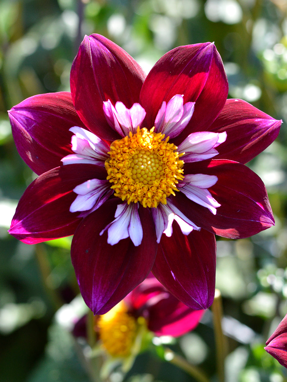 Dahlia 'Eefje' - Collarette Dahlia Tubers from Holland | DutchGrown™