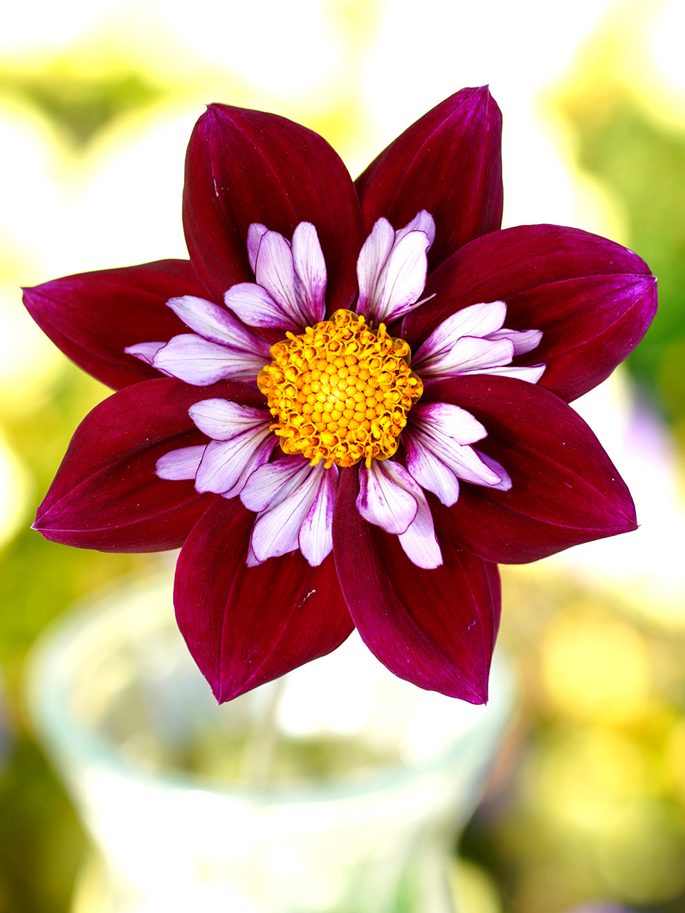 Dahlia 'Eefje' - Collarette Dahlia Tubers from Holland | DutchGrown™