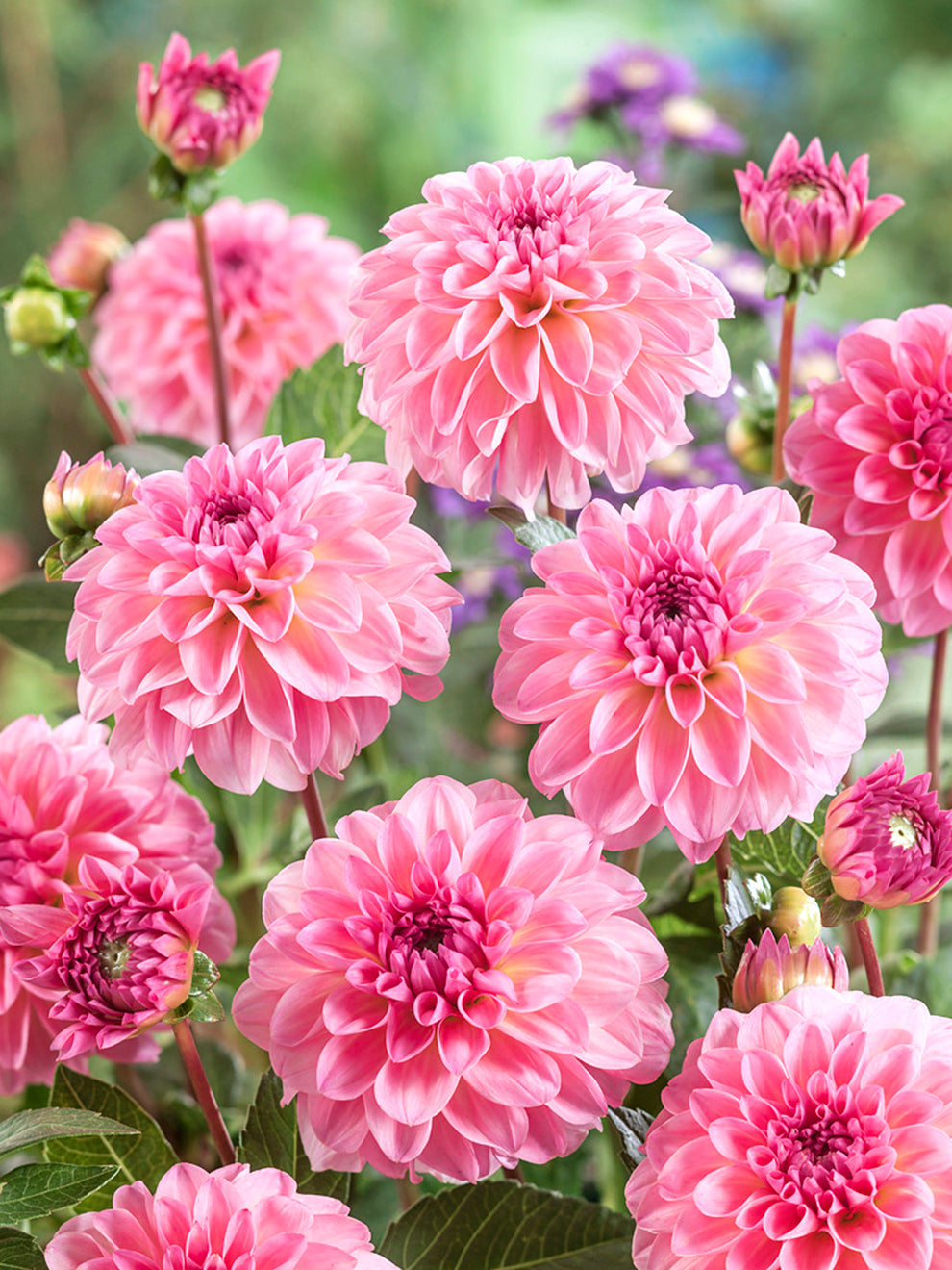 Dahlia 'Esli' - Pink Decorative Dahlia Tubers | DutchGrown™ EU