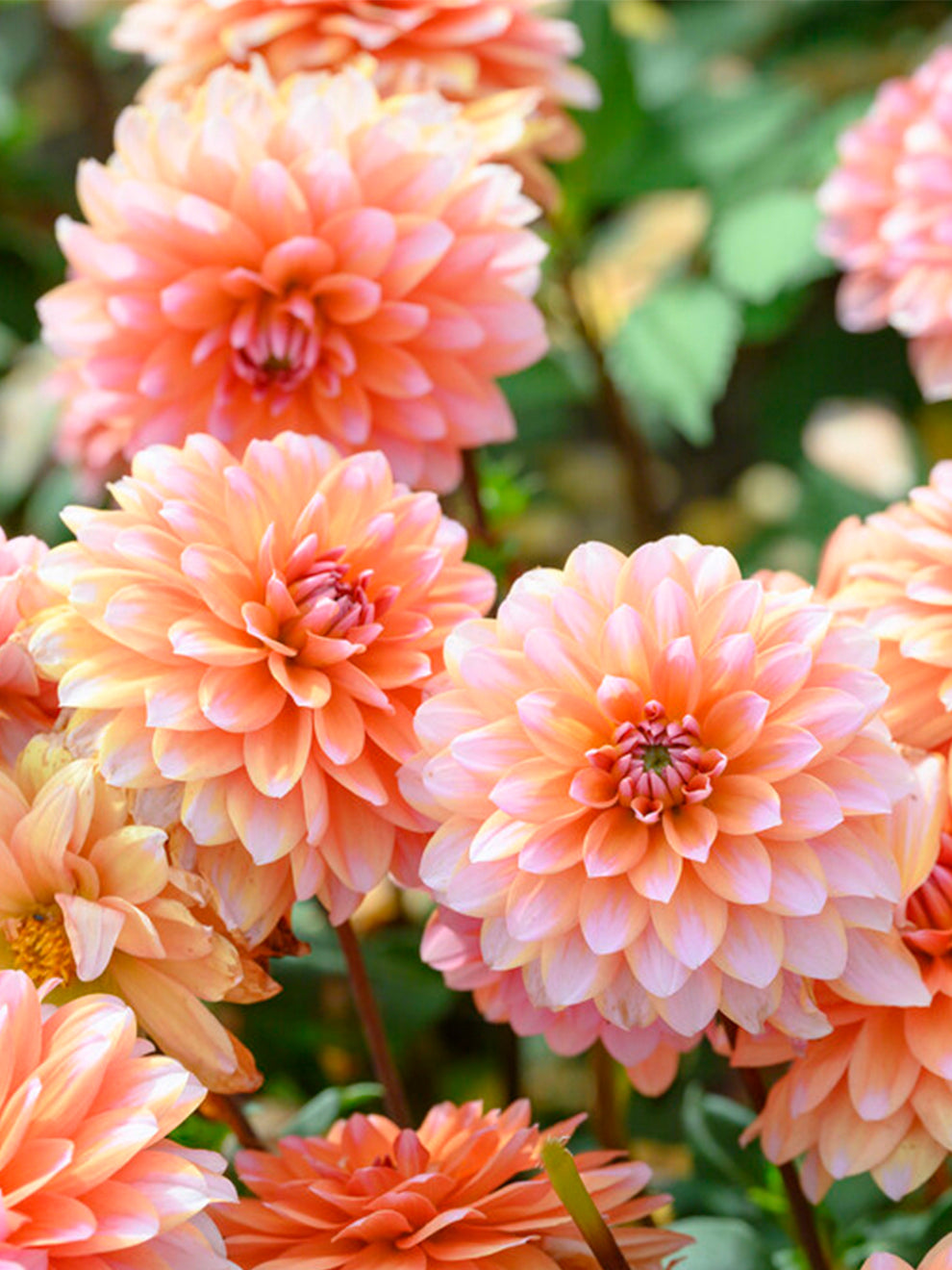 Dahlia Peaches and Vanilla | DutchGrown™