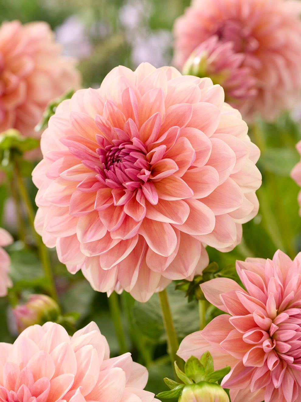 Dahlia Sturm Sweet Maria | Decorative Dahlia | DutchGrown™