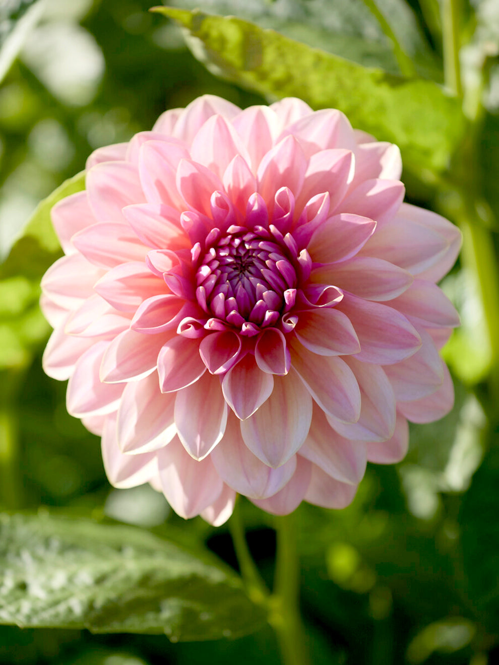 Dahlia Sturm Sweet Maria | Decorative Dahlia | DutchGrown™