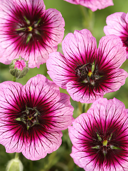 Geranium | Buy Bare Root Geranium with DutchGrown
