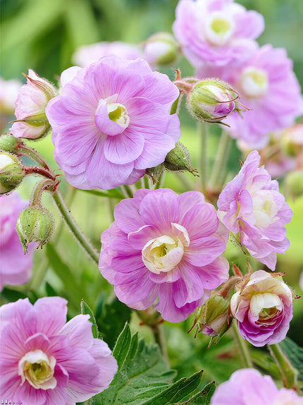 Geranium | Buy Bare Root Geranium with DutchGrown