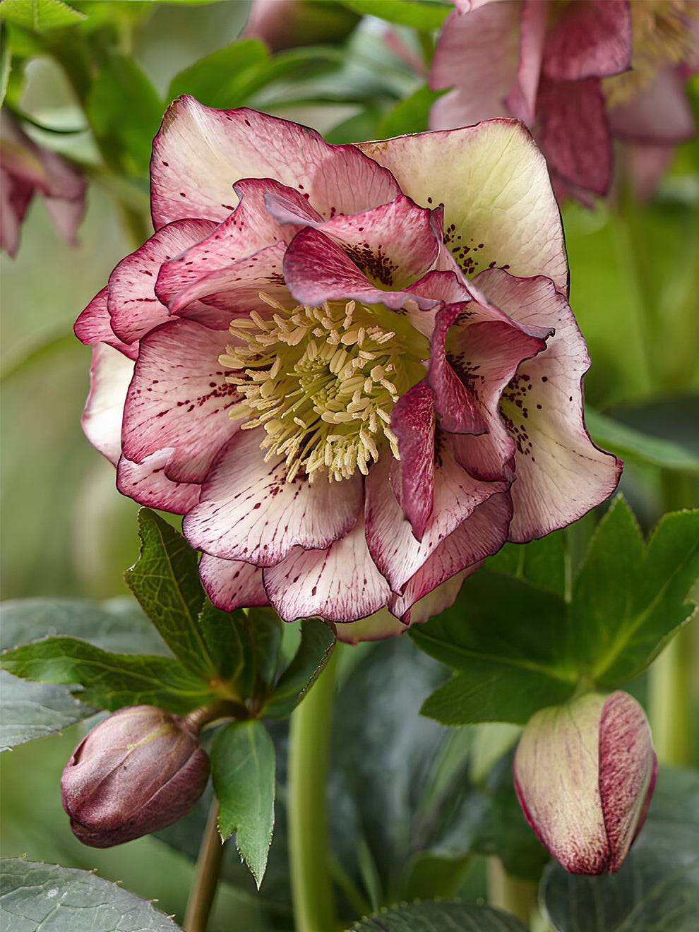 Helleborus 'Double Ellen Picotee' Bare Roots | DutchGrown™