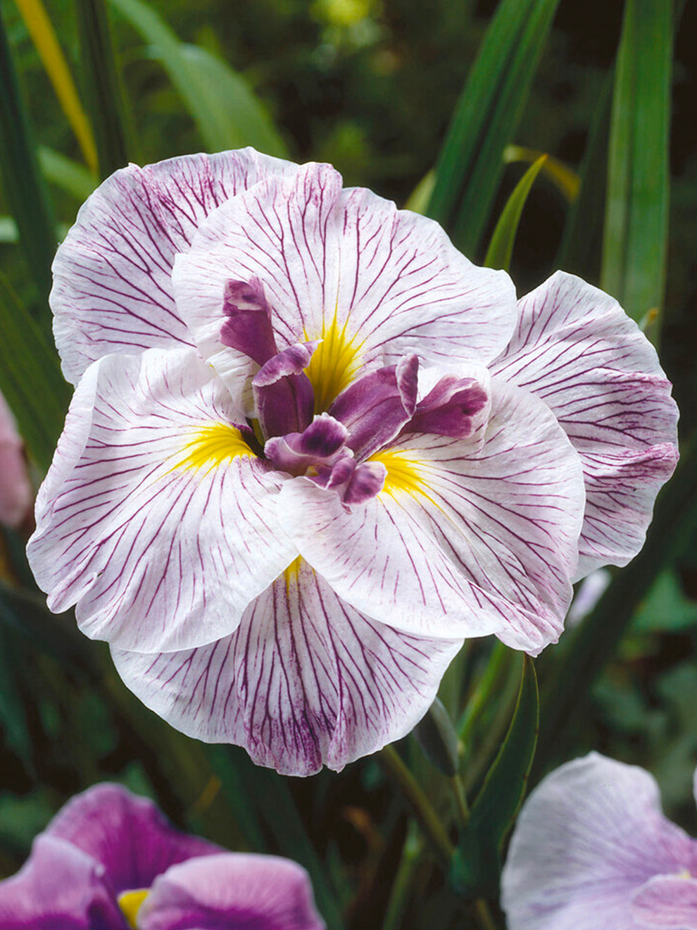 Japanese Iris Royal Pageant | DutchGrown™