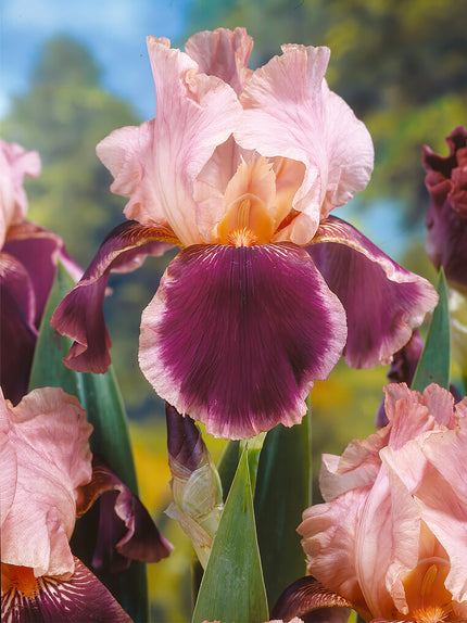 Bearded Iris (Iris Germanica) - Buy Bare Root Plants in Europe