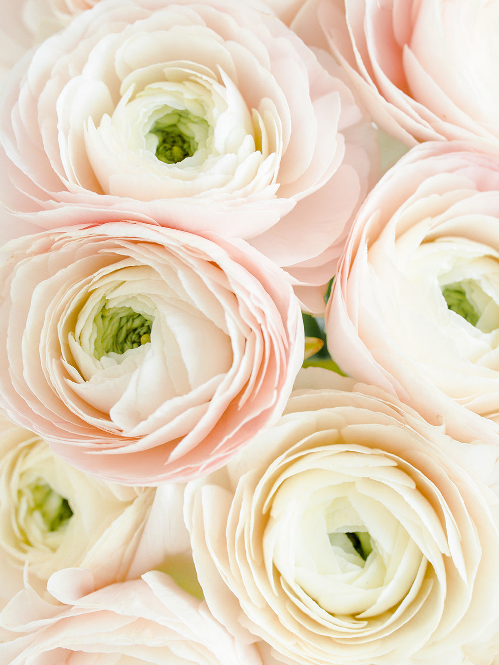 Italian Ranunculus Elegance Bianco Sfumato | DutchGrown
