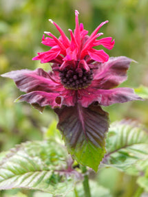 Buy Monarda (Bergamot) Roots | DutchGrown