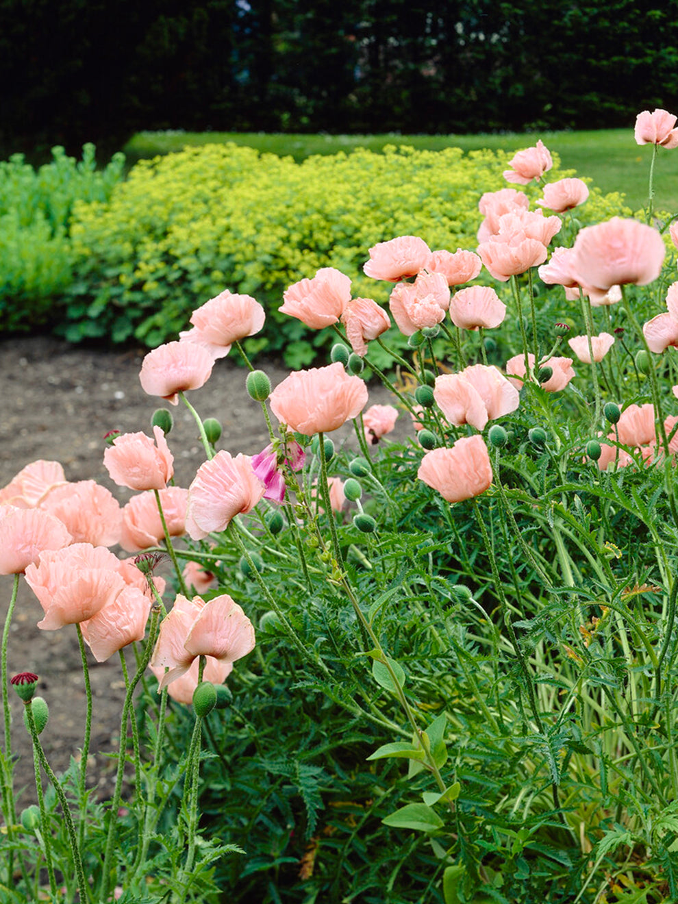 Papaver Mrs Perry (Oriental Poppy) | DutchGrown™
