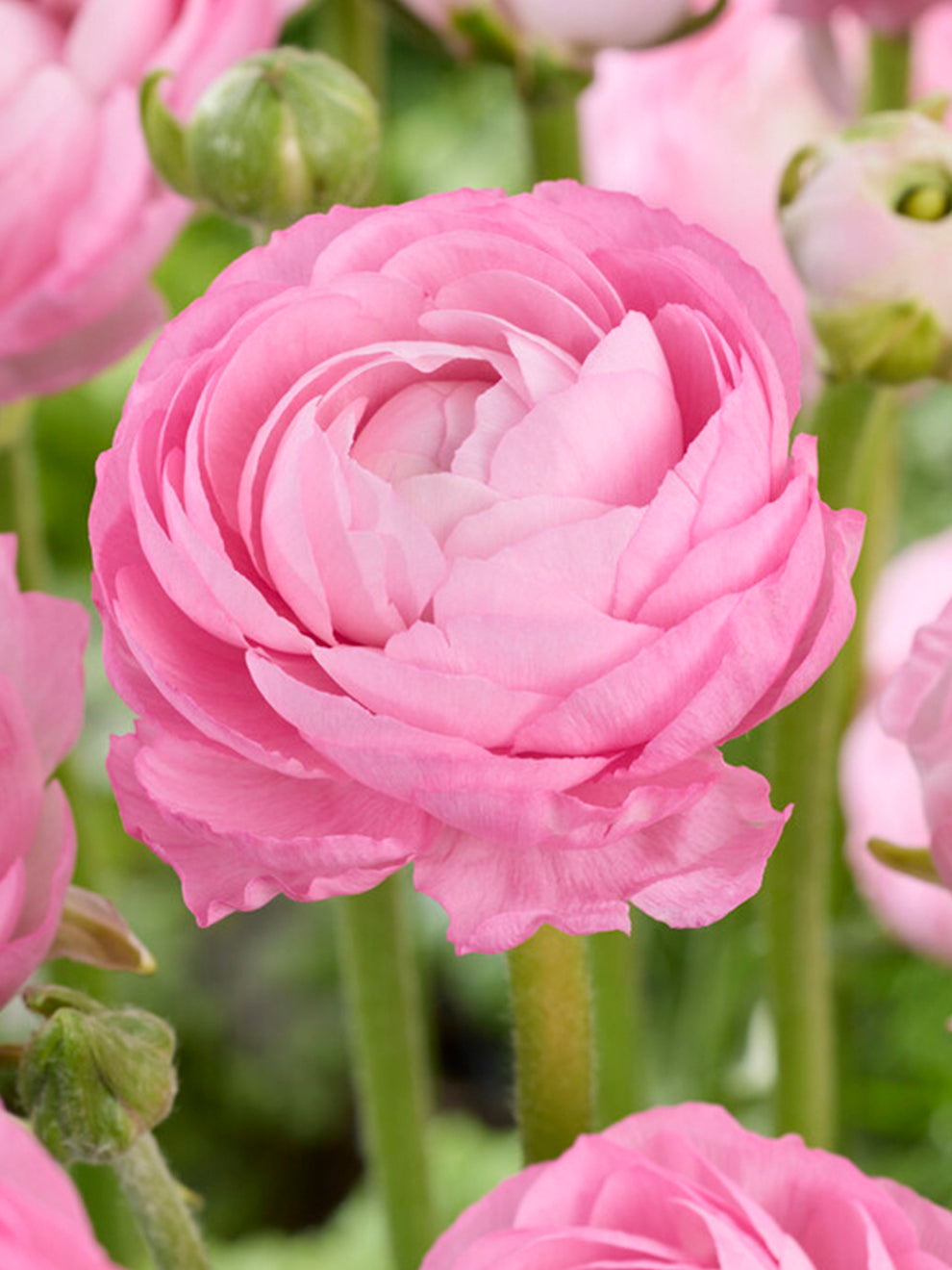 Ranunculus Amandine Marshmallow Corms | Soft Pink Blooms | DutchGrown™