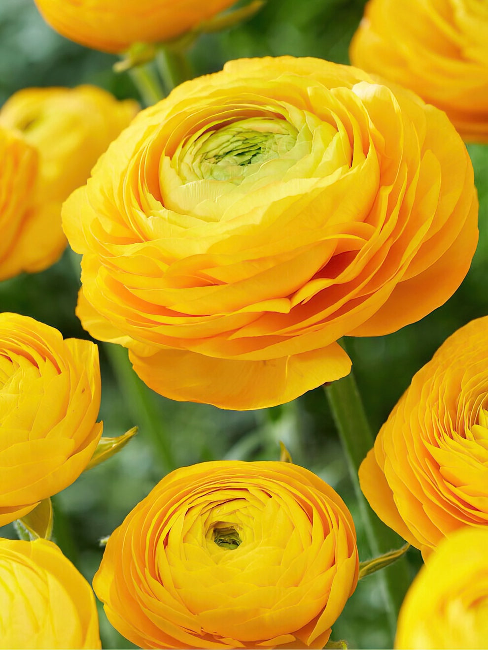 Buy Ranunculus corms and bulbs 'Amandine Yellow' | DutchGrown™
