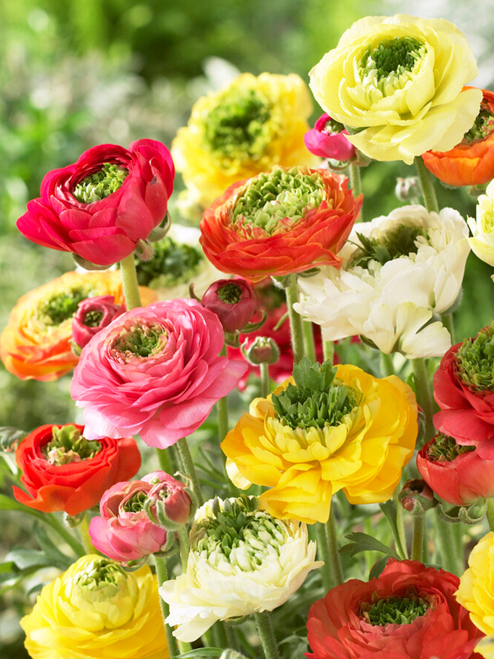 Italian Ranunculus Festival Mix | DutchGrown