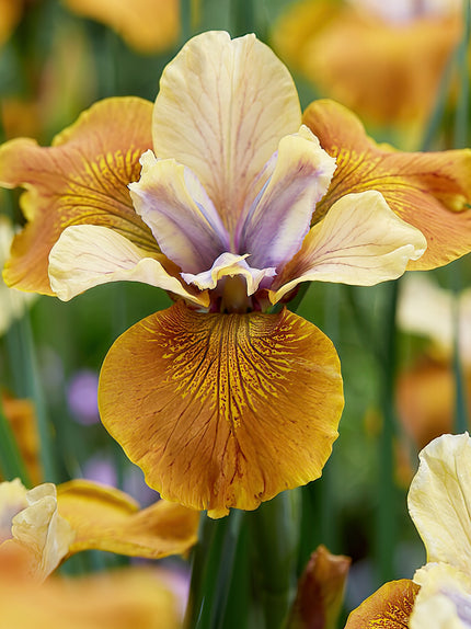 Siberian Iris (Iris Sibirica) | Siberian Iris Bare Roots from DutchGrown