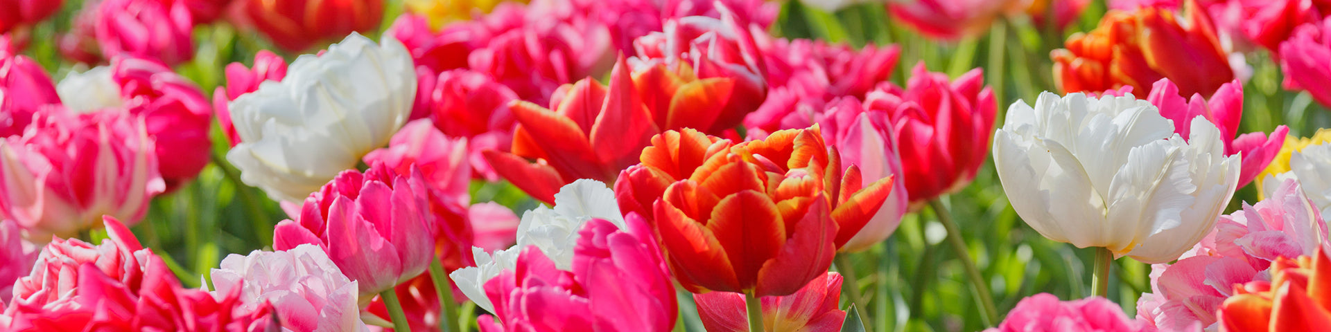 Buy Flower Bulbs online | EU Delivery | DutchGrown™