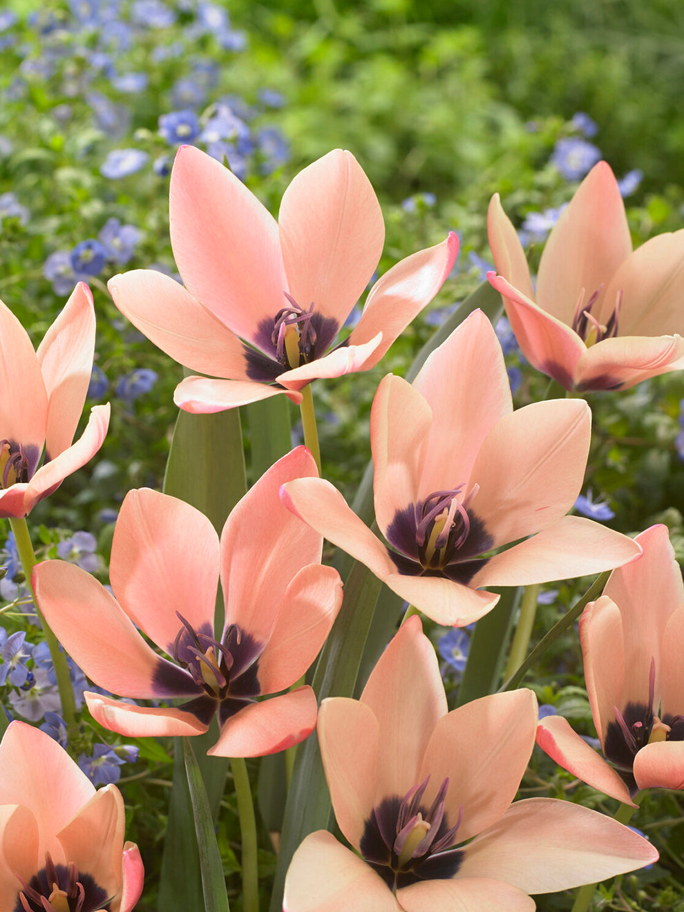 Tulip Annika | Soft Pink Species Tulips | DutchGrown™