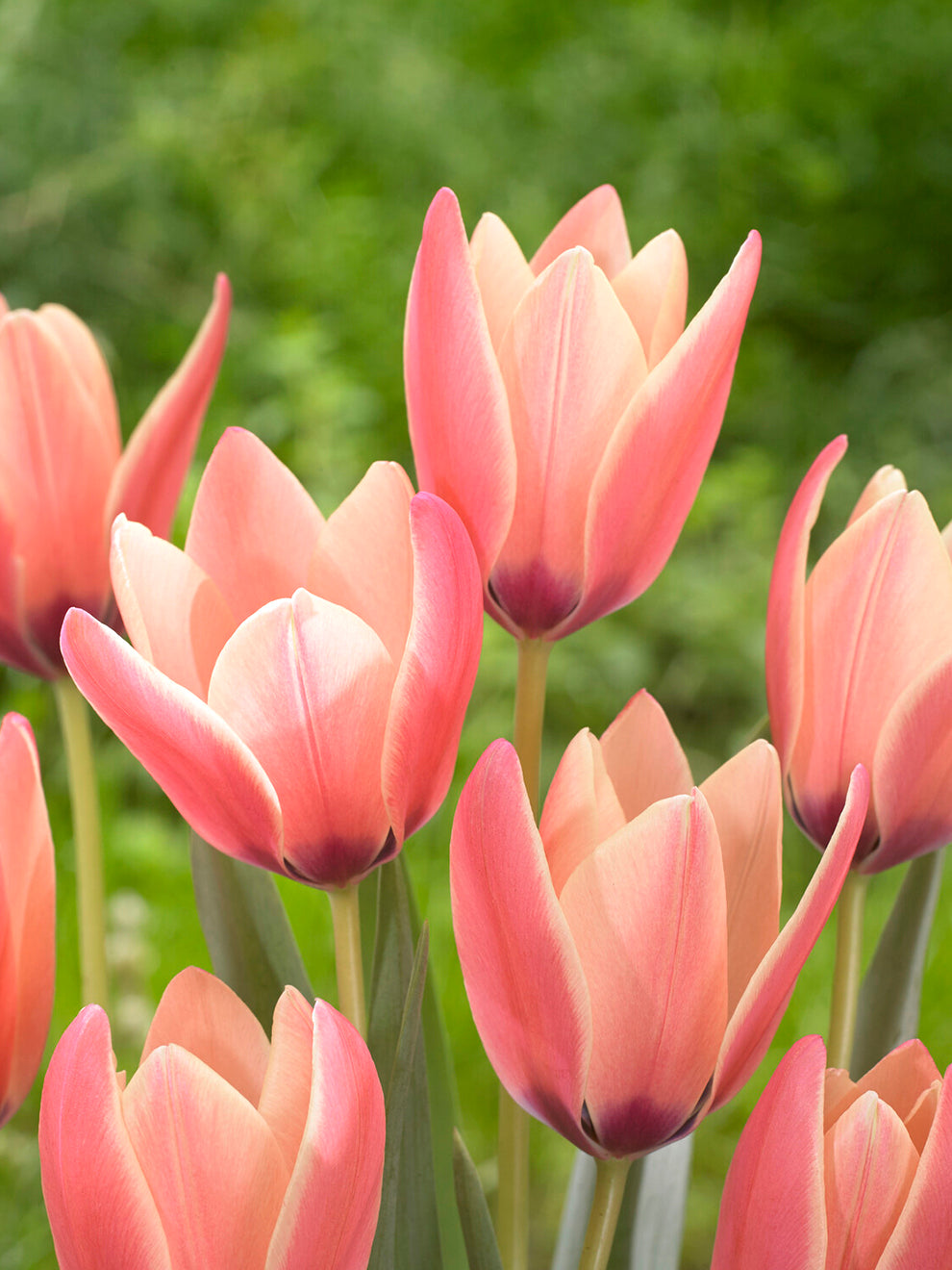 Tulip Annika | Soft Pink Species Tulips | DutchGrown™