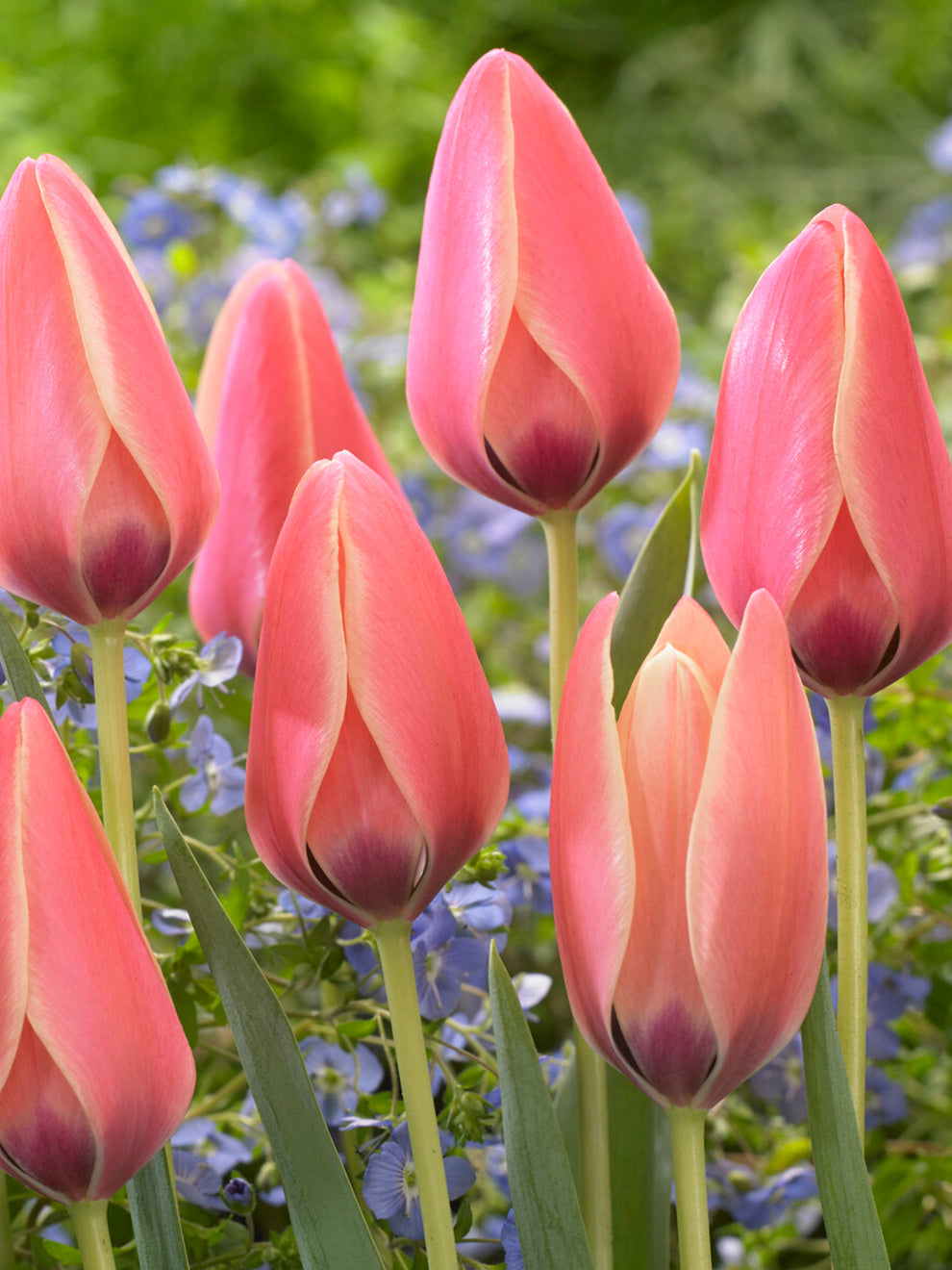 Tulip Annika | Soft Pink Species Tulips | DutchGrown™