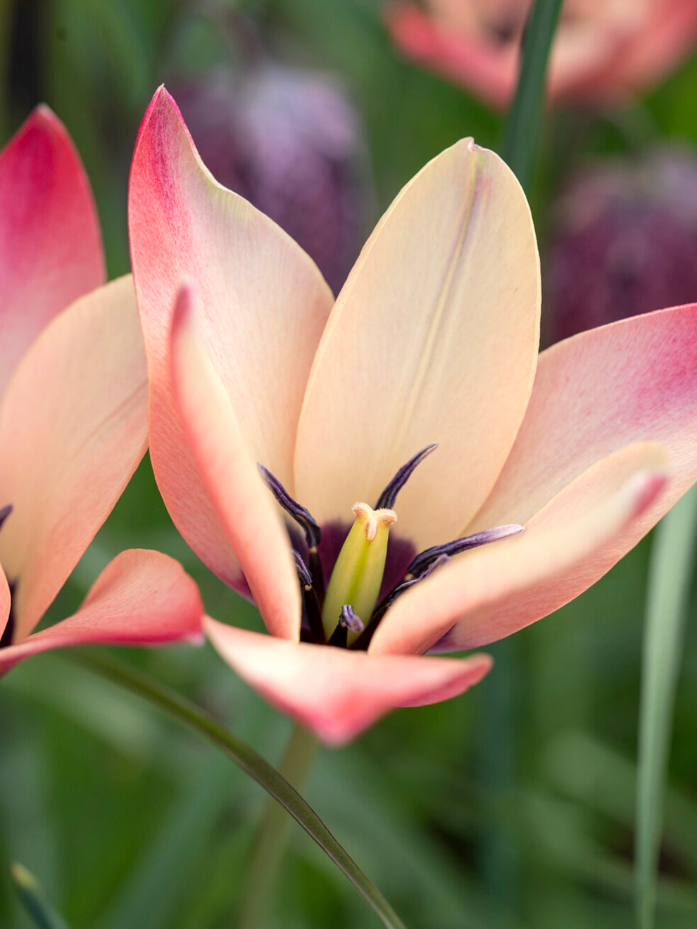 Tulip Annika | Soft Pink Species Tulips | DutchGrown™