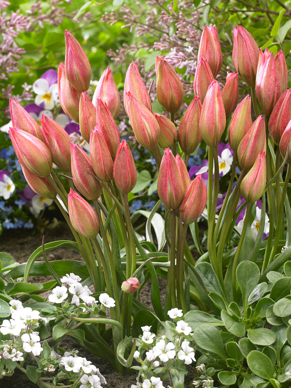 Tulip Danique | Pink Miniature Species Tulips | DutchGrown™