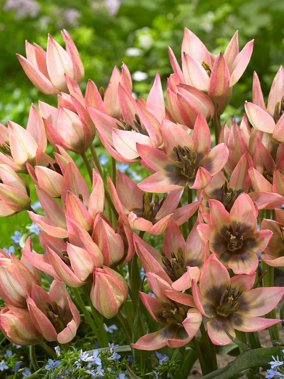 Tulip Danique | Pink Miniature Species Tulips | DutchGrown™