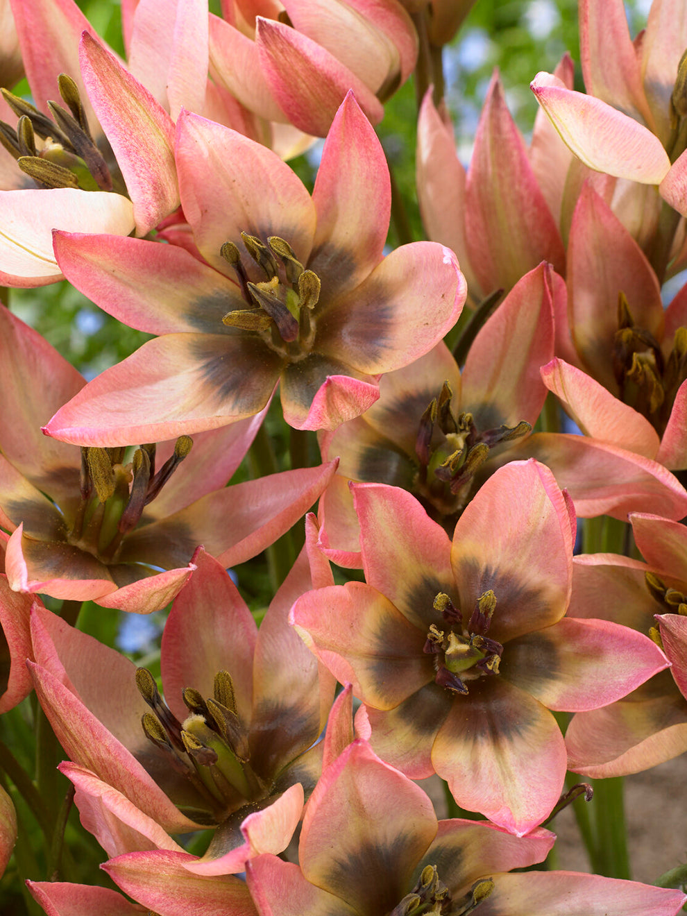 Tulip Danique | Pink Miniature Species Tulips | DutchGrown™