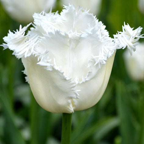 Collections - Spring Planted Bulbs